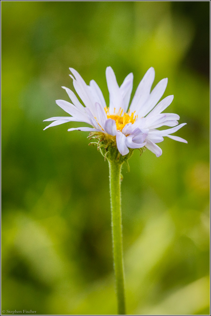 Picture of the week - Stephen Fischer Photography